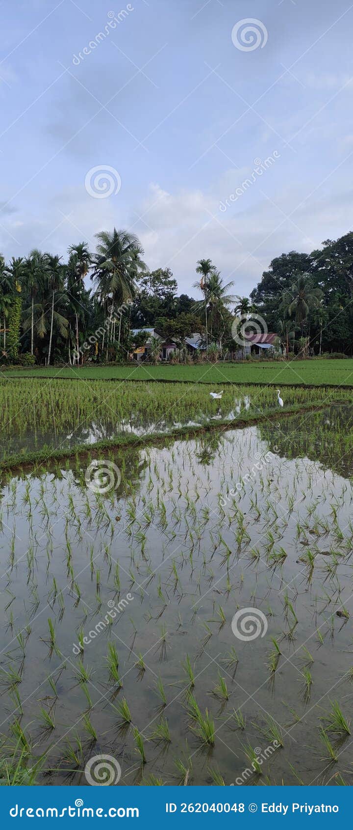Newly Planted Rice Field in Sunny Morning Stock Photo - Image of newly ...