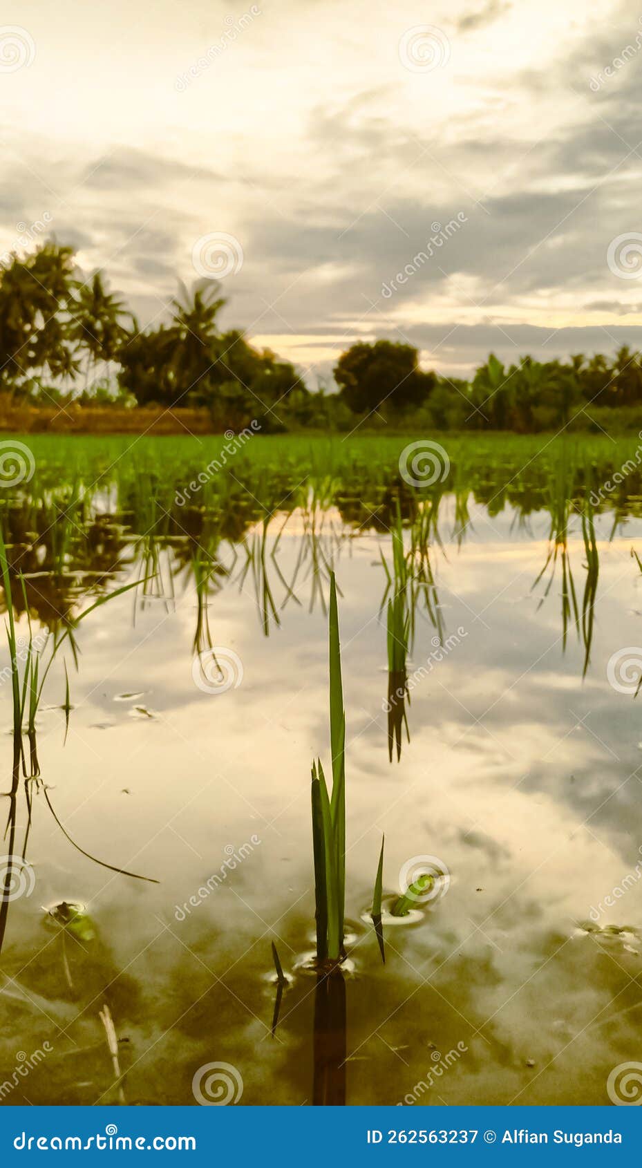 Newly Planted Rice in the Fields Stock Image - Image of wetland ...