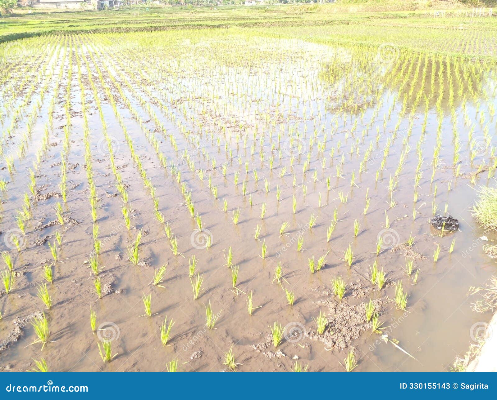 Newly planted rice fields stock image. Image of planted - 330155143