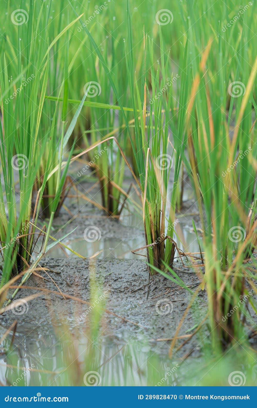Newly planted rice fields stock photo. Image of plant - 289828470