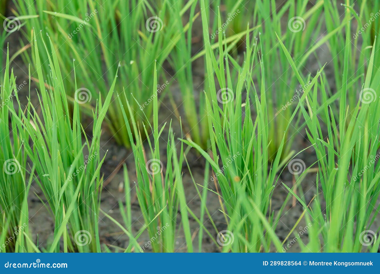 Newly planted rice fields stock photo. Image of rice - 289828564