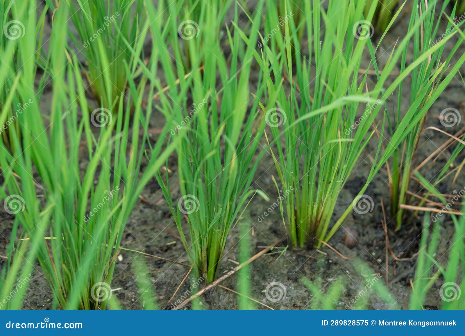 Newly planted rice fields stock image. Image of agriculture - 289828575