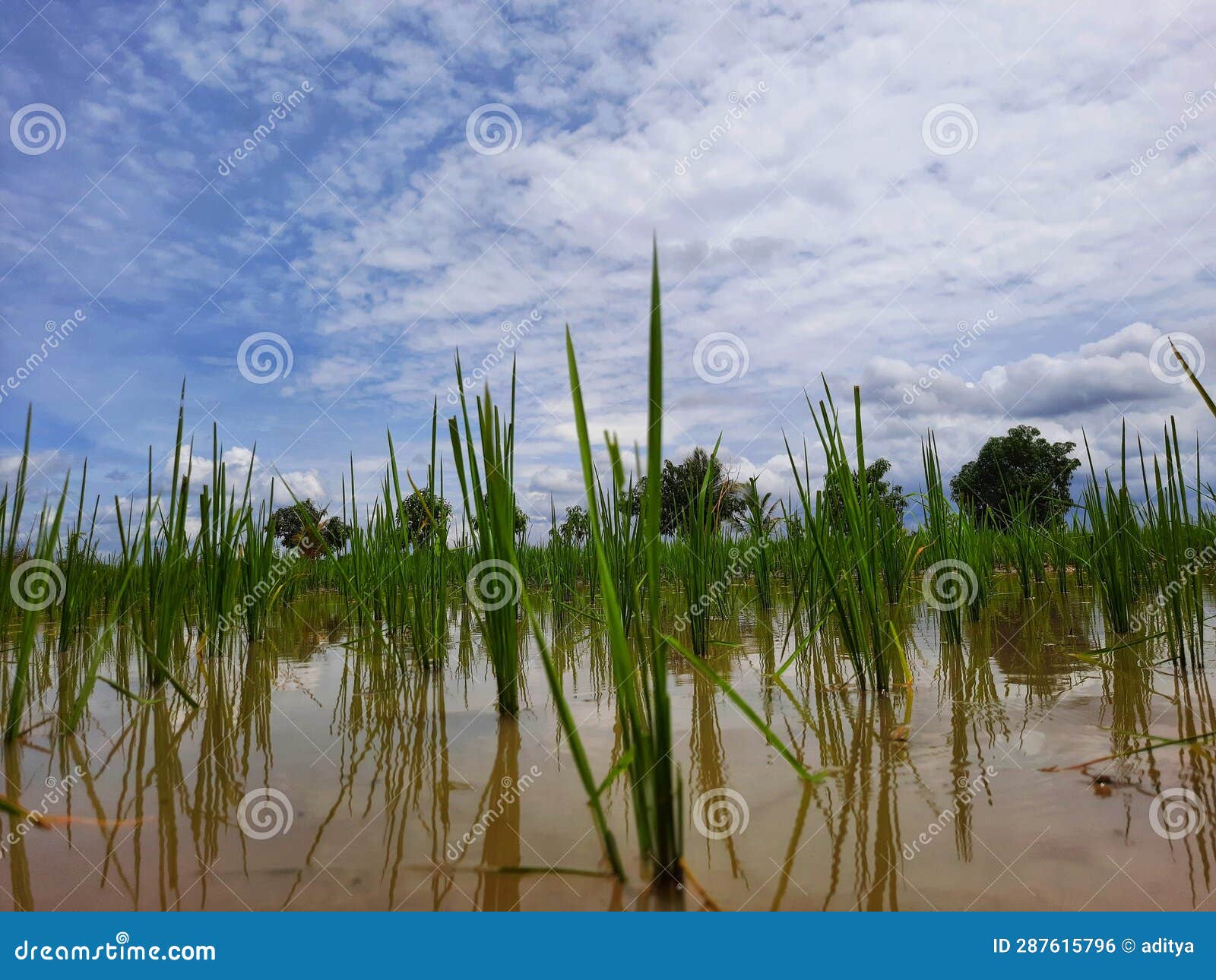 Newly planted rice plants stock photo. Image of planted - 287615796