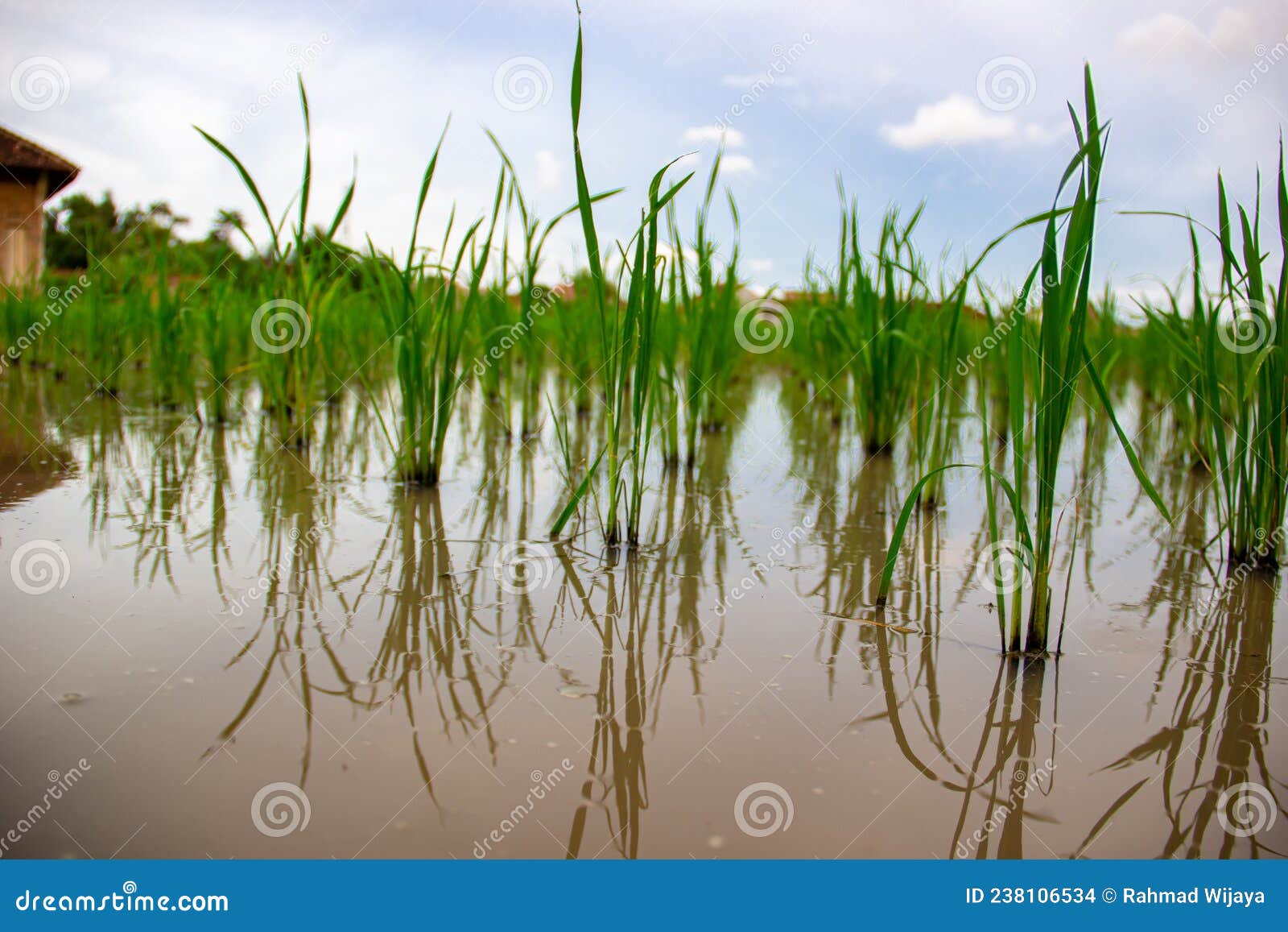 Newly Planted Rice Plants in the Fields Stock Photo - Image of leaf ...