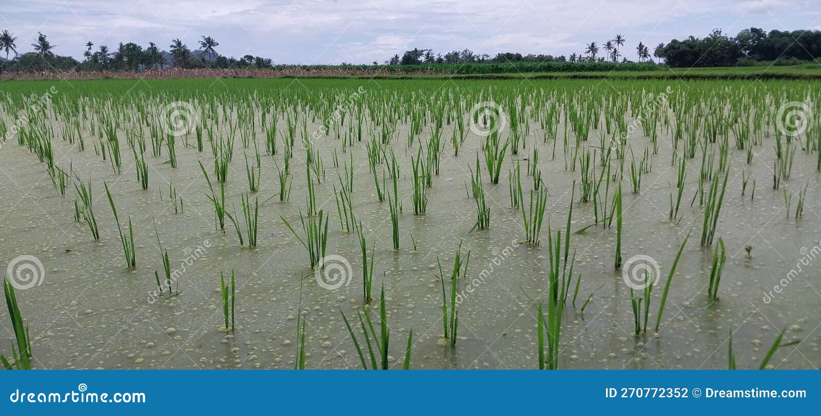Newly Planted Rice Plants are Green Stock Photo - Image of field ...