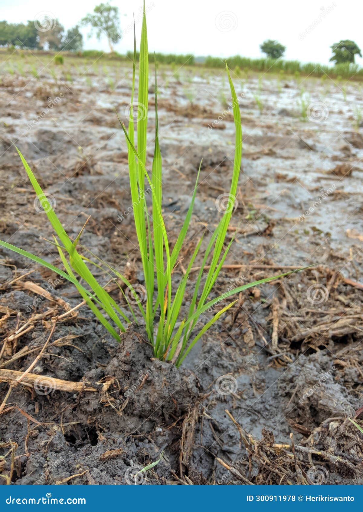 Newly Planted Rice Plants, Planting is Still Done Using Traditional ...