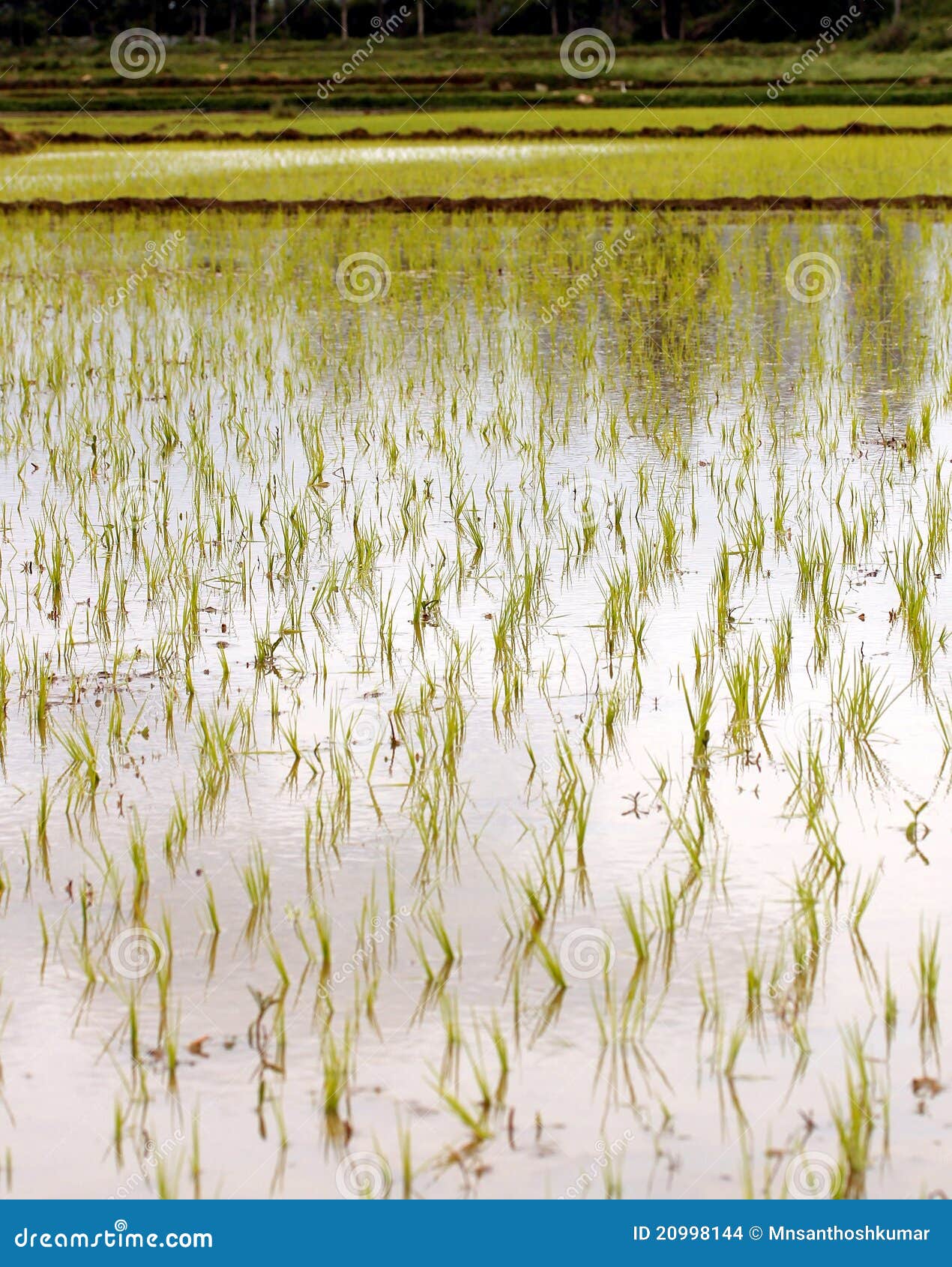 Newly Planted Rice Seedlings Stock Photo - Image of agriculture, fresh ...