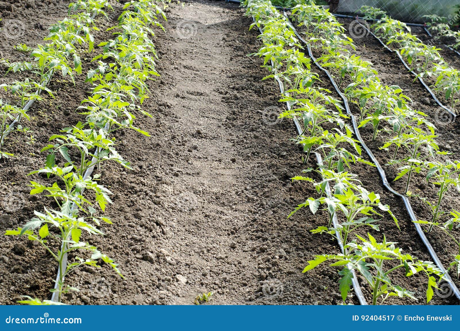 Newly Planted Tomato Shoots in Greenhouse Stock Image - Image of bright ...