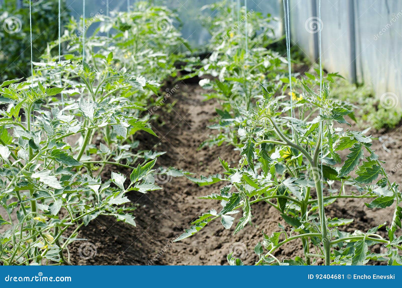 Newly Planted Tomato Shoots in Greenhouse Stock Image - Image of nature ...