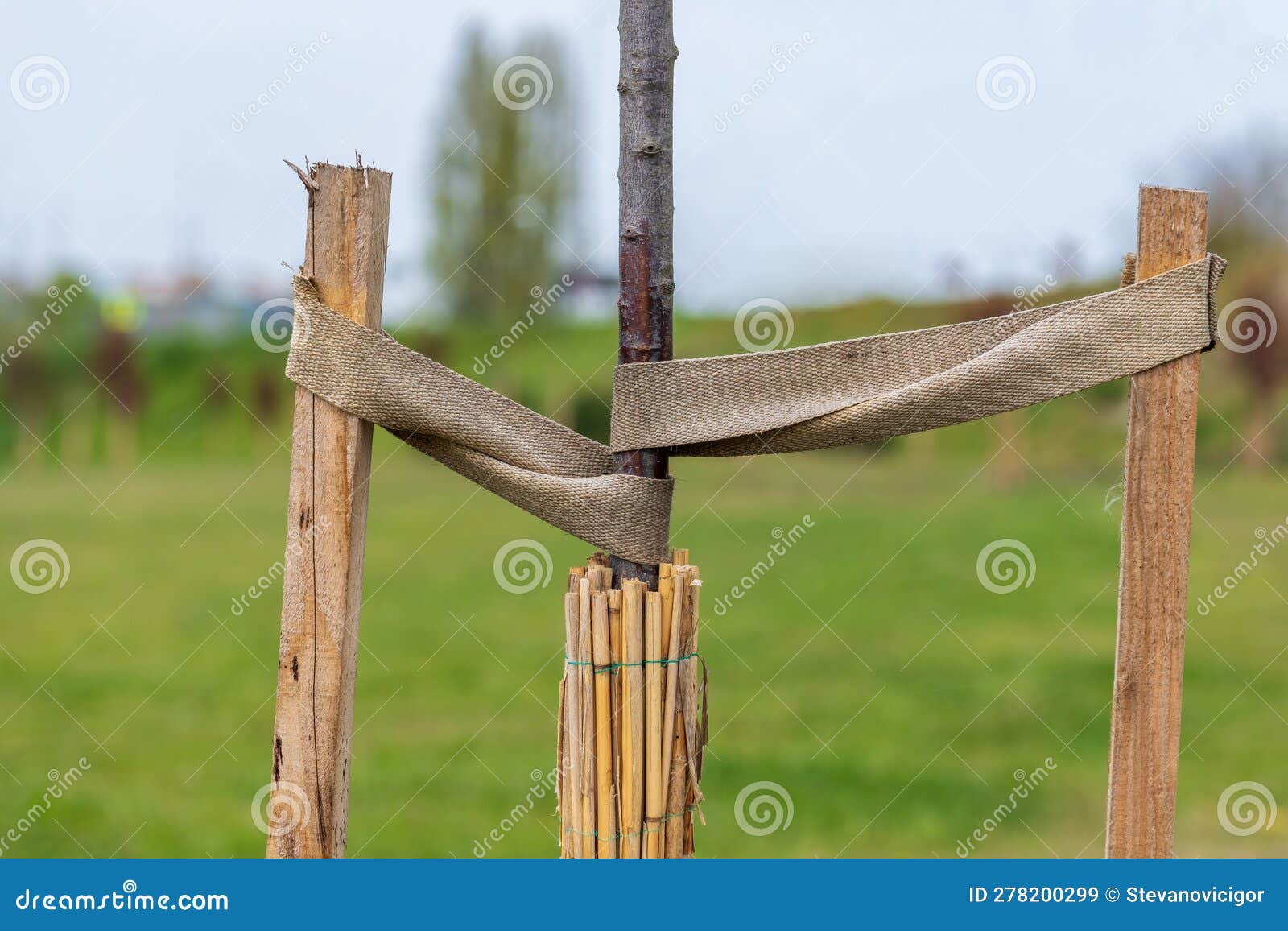 Newly Planted Tree Shielded with Reed Matting, Representing Plant ...