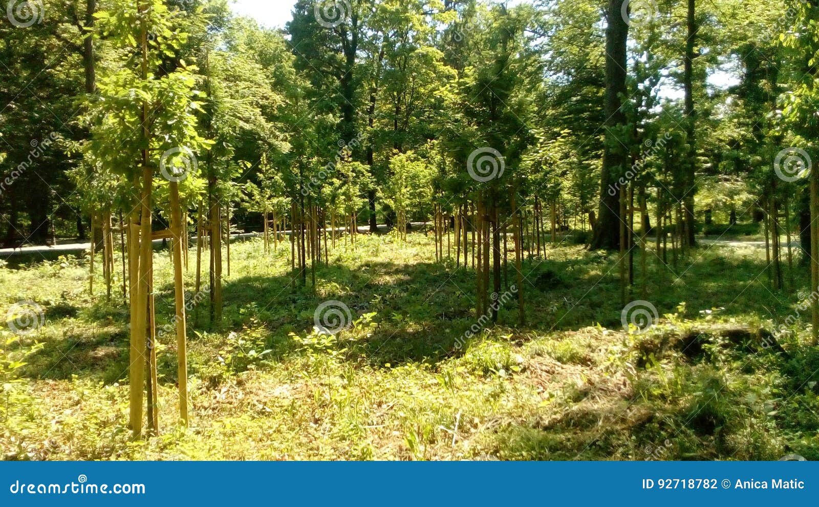 Newly planted trees stock photo. Image of maksimir, sunshine - 92718782