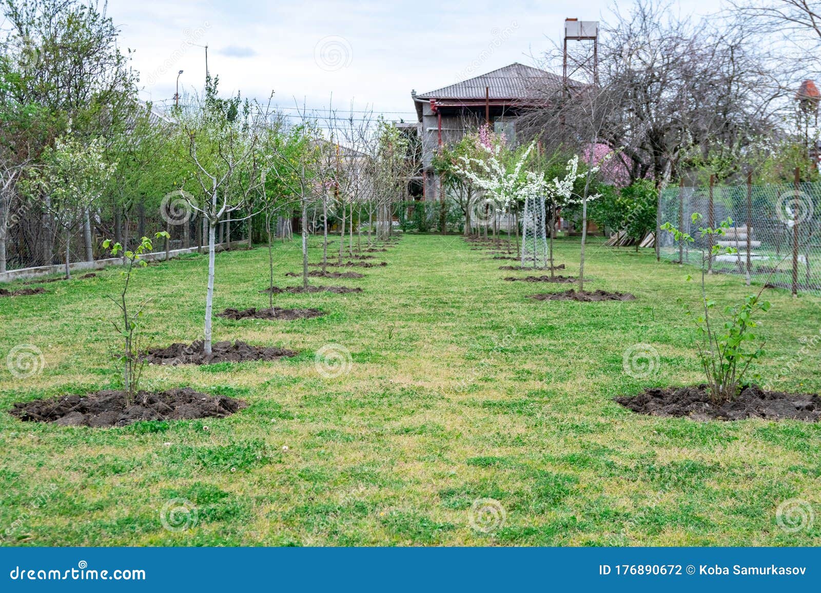 Newly Planted Trees in a Row. Nature Stock Photo - Image of botany ...