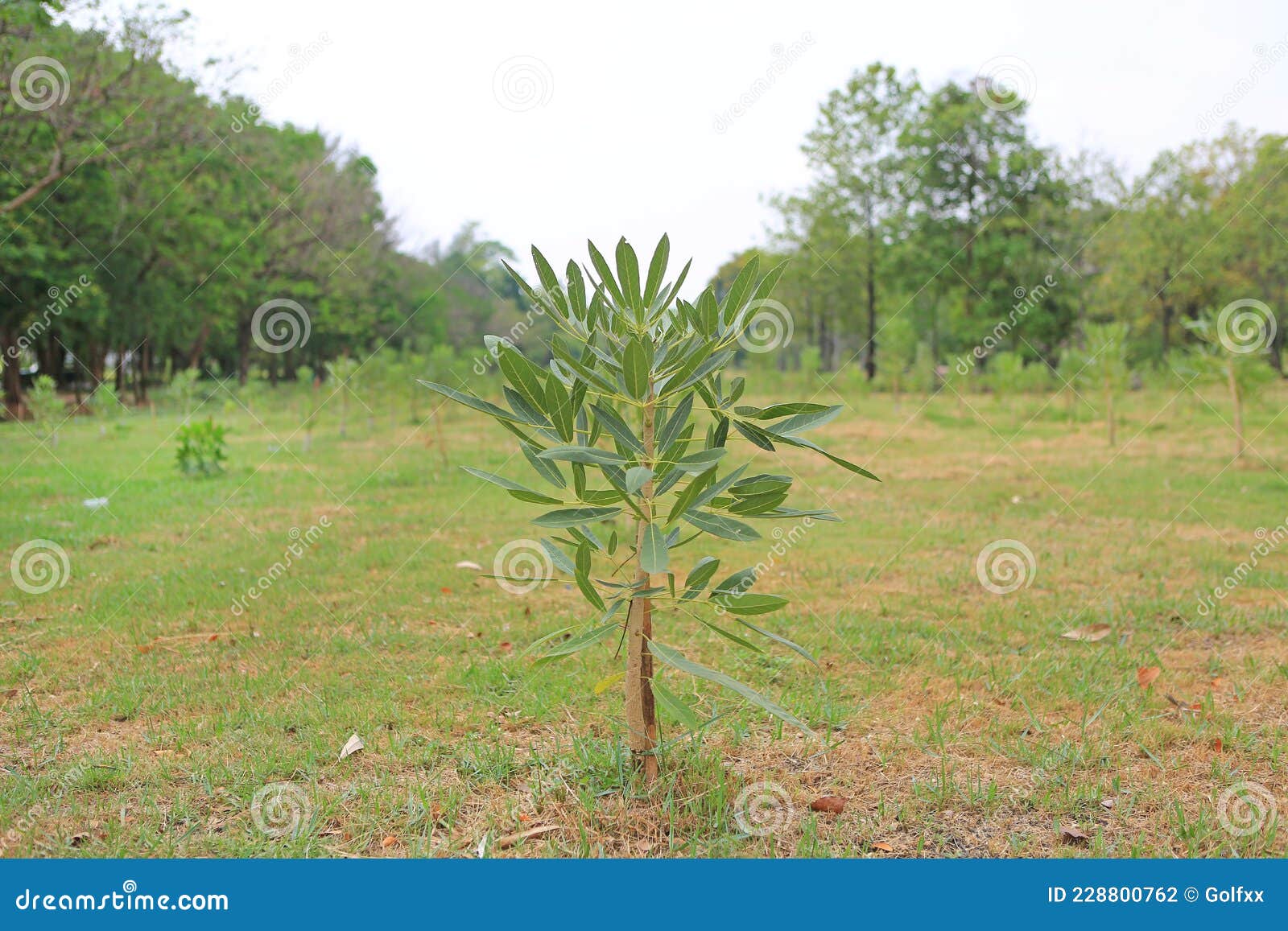 Newly Planted Trees in a Row at the Garden Stock Photo - Image of ...