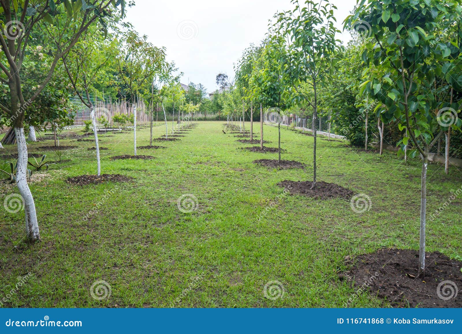 Newly Planted Trees in a Row. Nature Stock Photo - Image of backgrounds ...