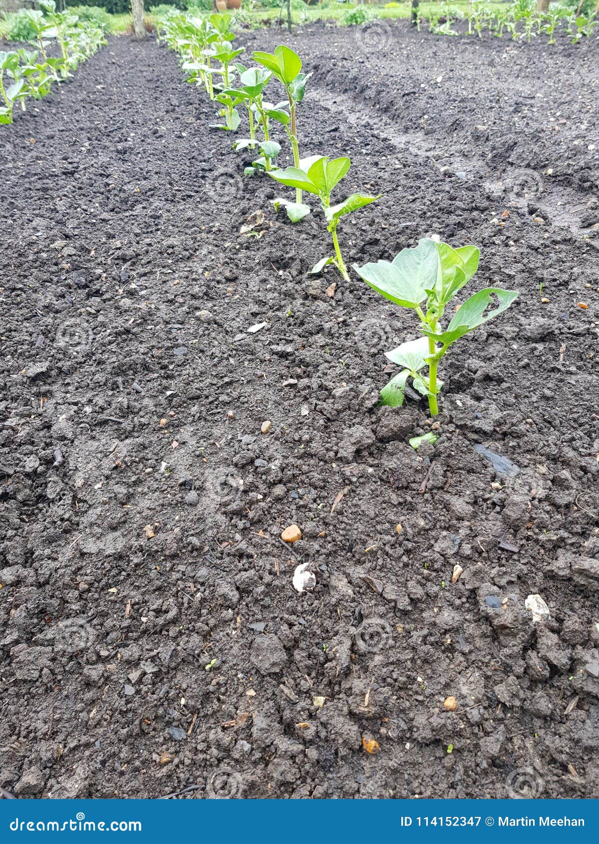 Newly Planted Vegetable Plants in Row. Stock Image - Image of rows ...