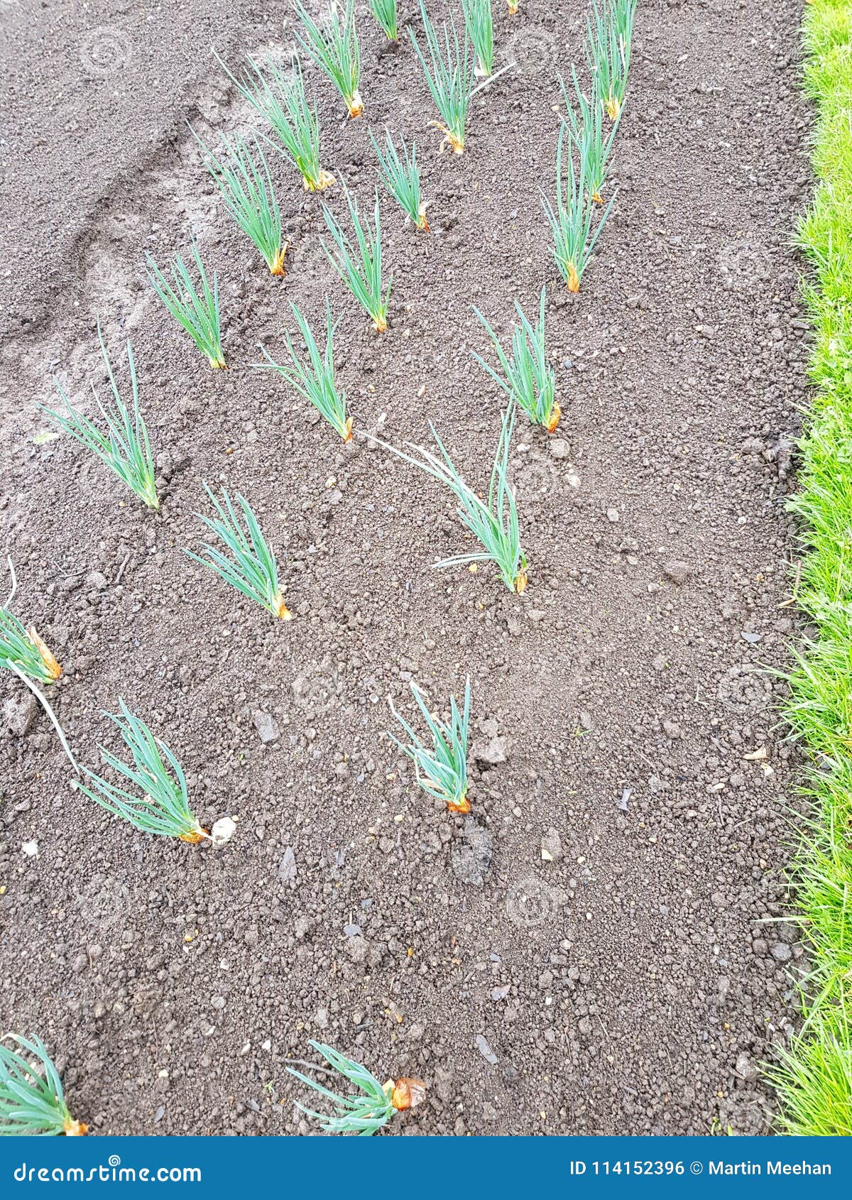 Newly Planted Vegetable Plants in Row. Stock Photo - Image of neat ...