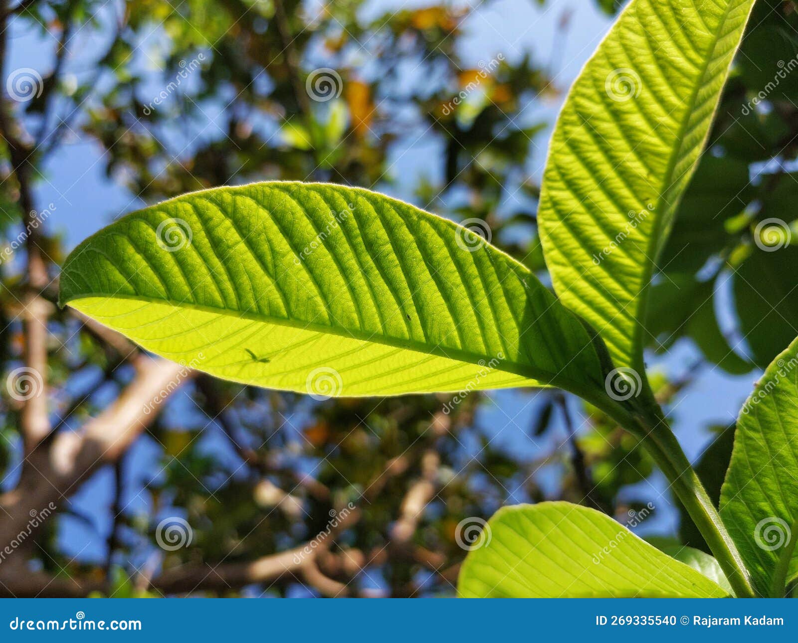 Newly Rising Dark Green Leaf of Guava Stock Photo - Image of newly ...