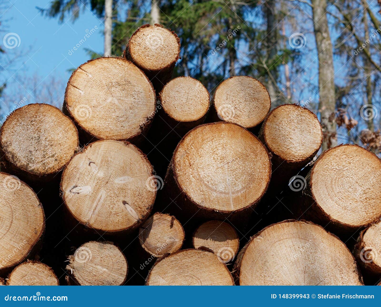 Newly-sawn logs, stacked stock image. Image of nature - 148399943