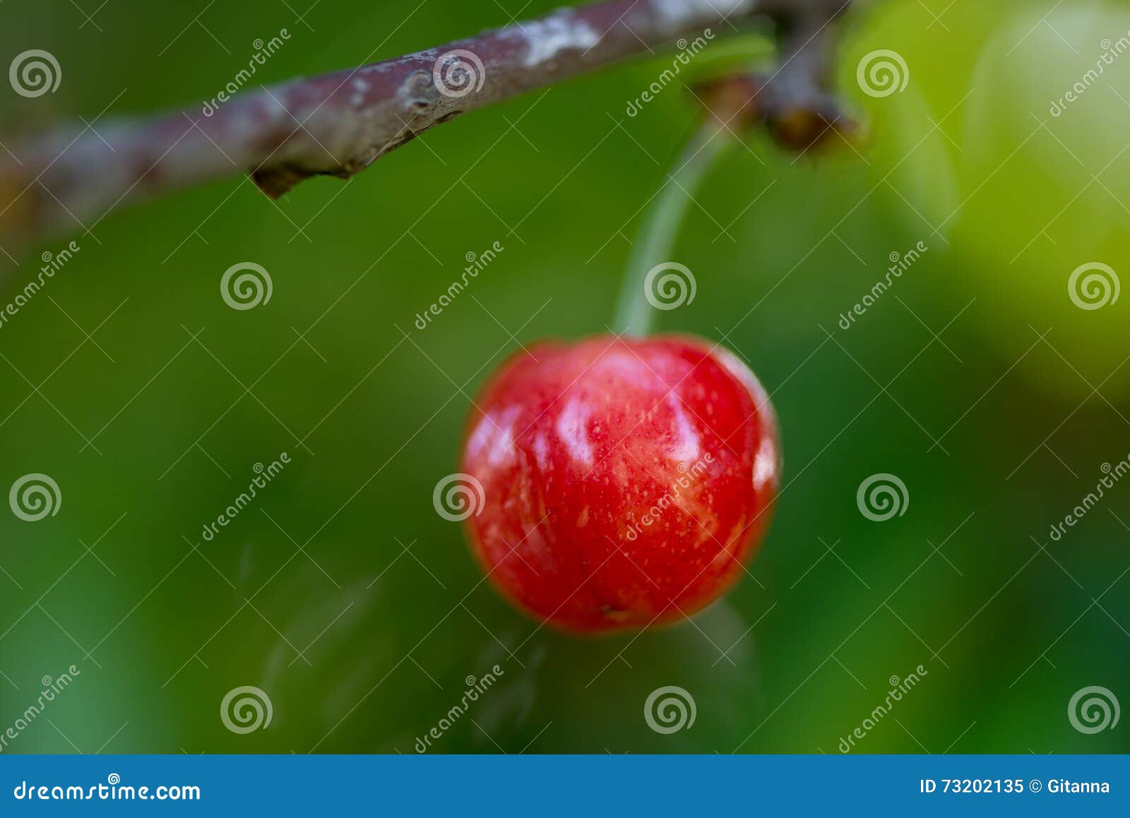 Newly sprouted Cherry stock image. Image of fruit, nature - 73202135