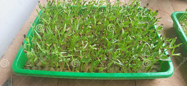 Newly sprouted kale seeds stock image. Image of kale - 254904829