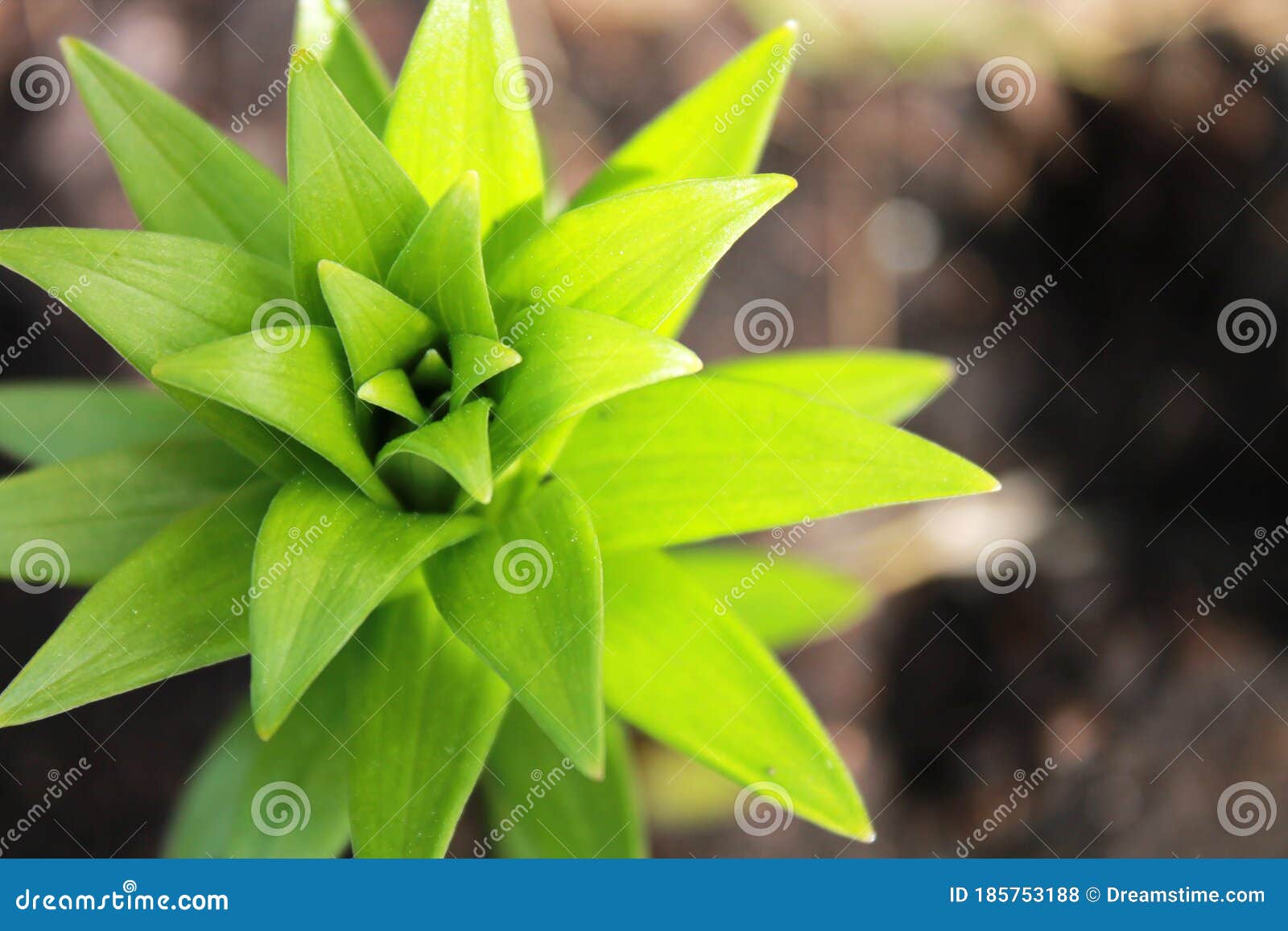 Sprouted Lily Sprout Stock Photos - Free & Royalty-Free Stock Photos ...