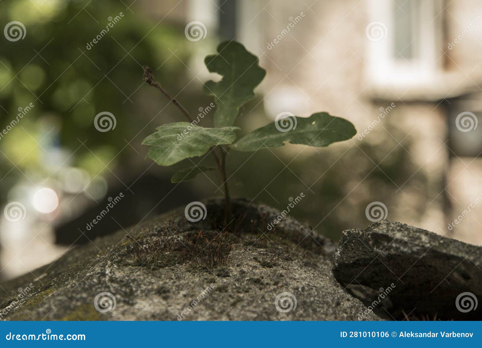 Newly sprouted oak tree stock photo. Image of seedling - 281010106