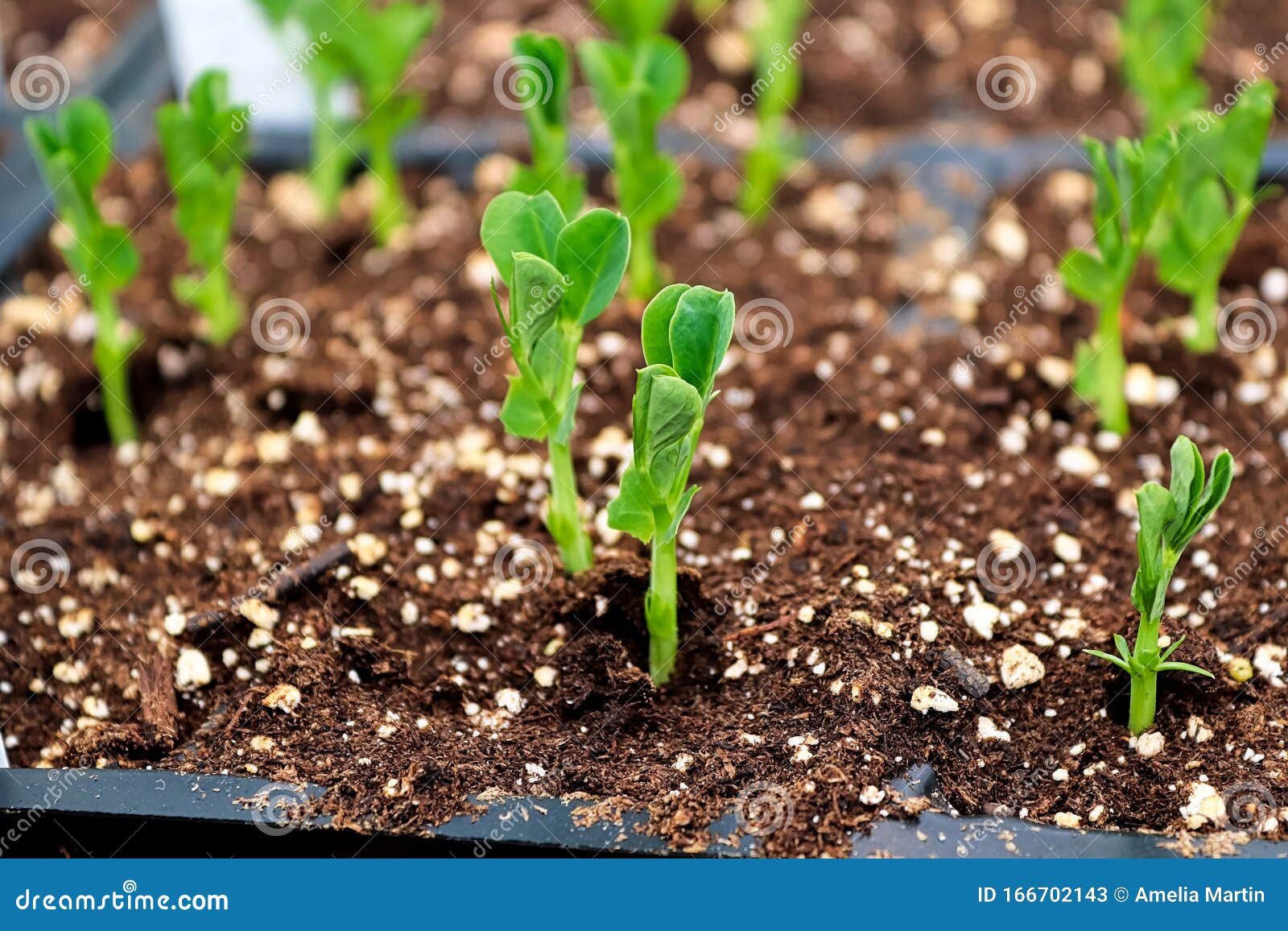 Newly Sprouted Peas Growing in a Garden Tray Stock Image - Image of ...