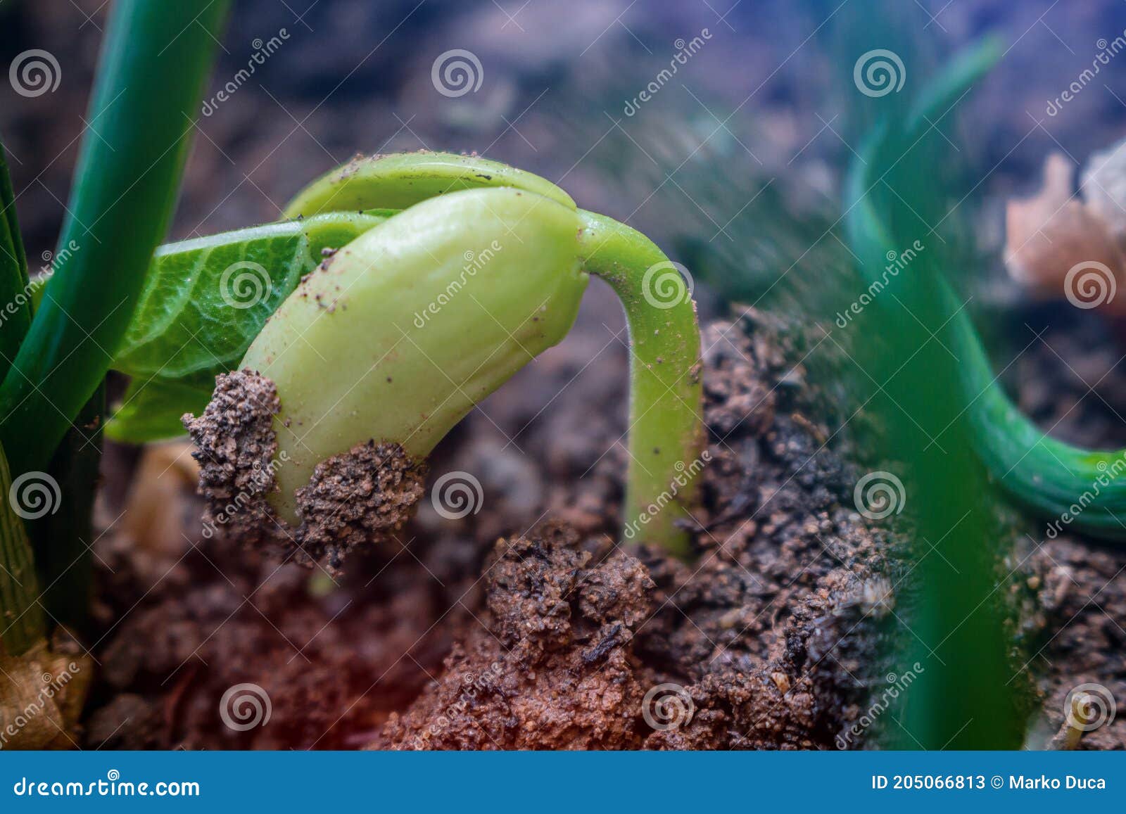 Newly Sprouted Young Green Bean Seedling from the Ground. Stock Image ...