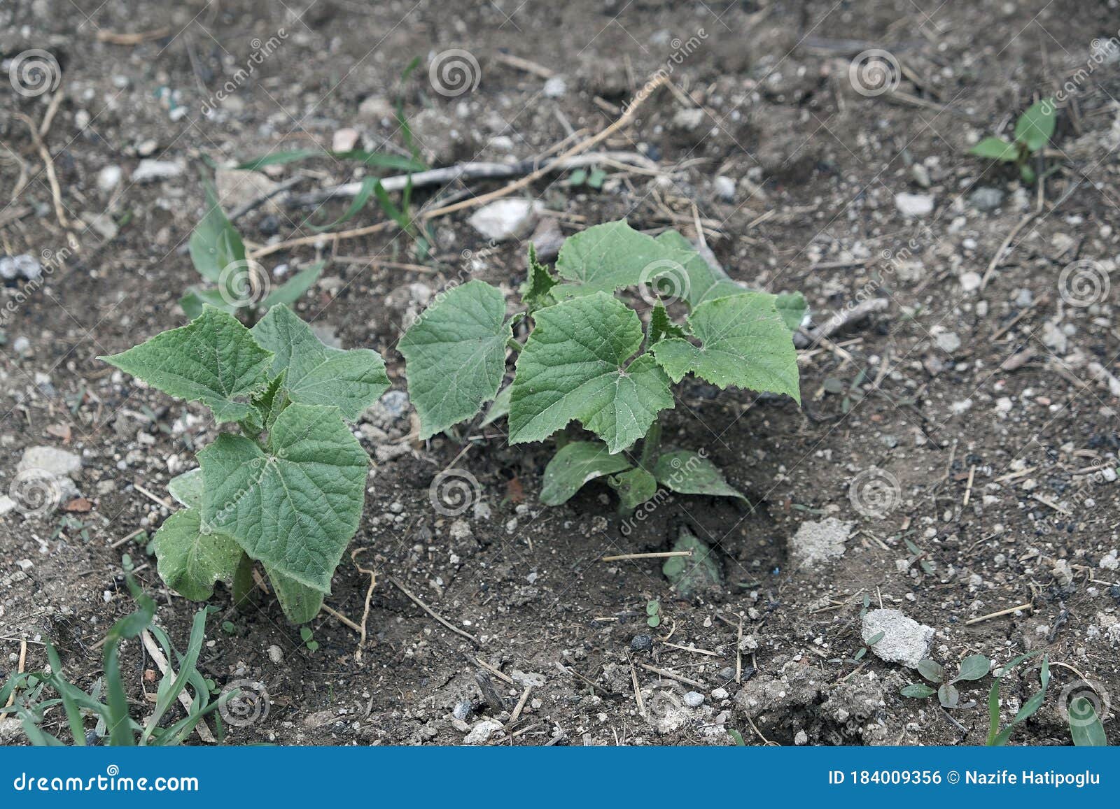 Newly Sprouting Cucumber Plant, Soil and Cucumber Plant Stock Photo ...