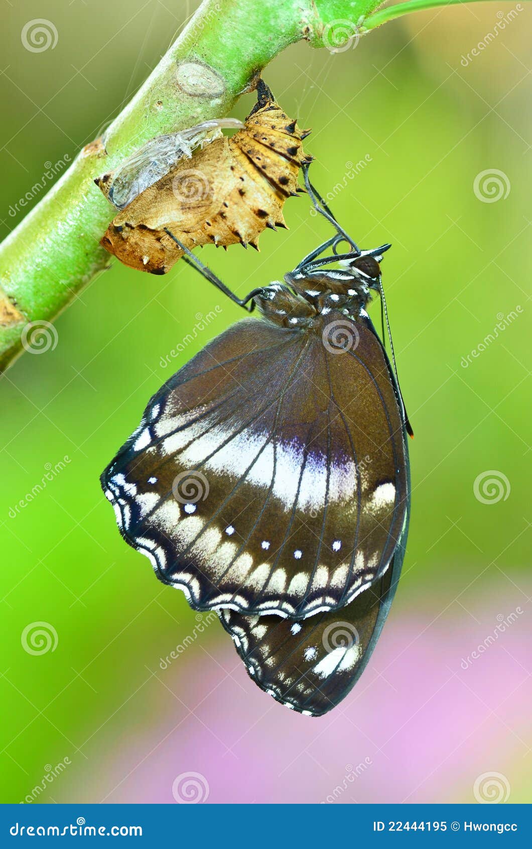 Newly Transformed Blue Moon Butterfly Stock Image - Image of butterfly ...