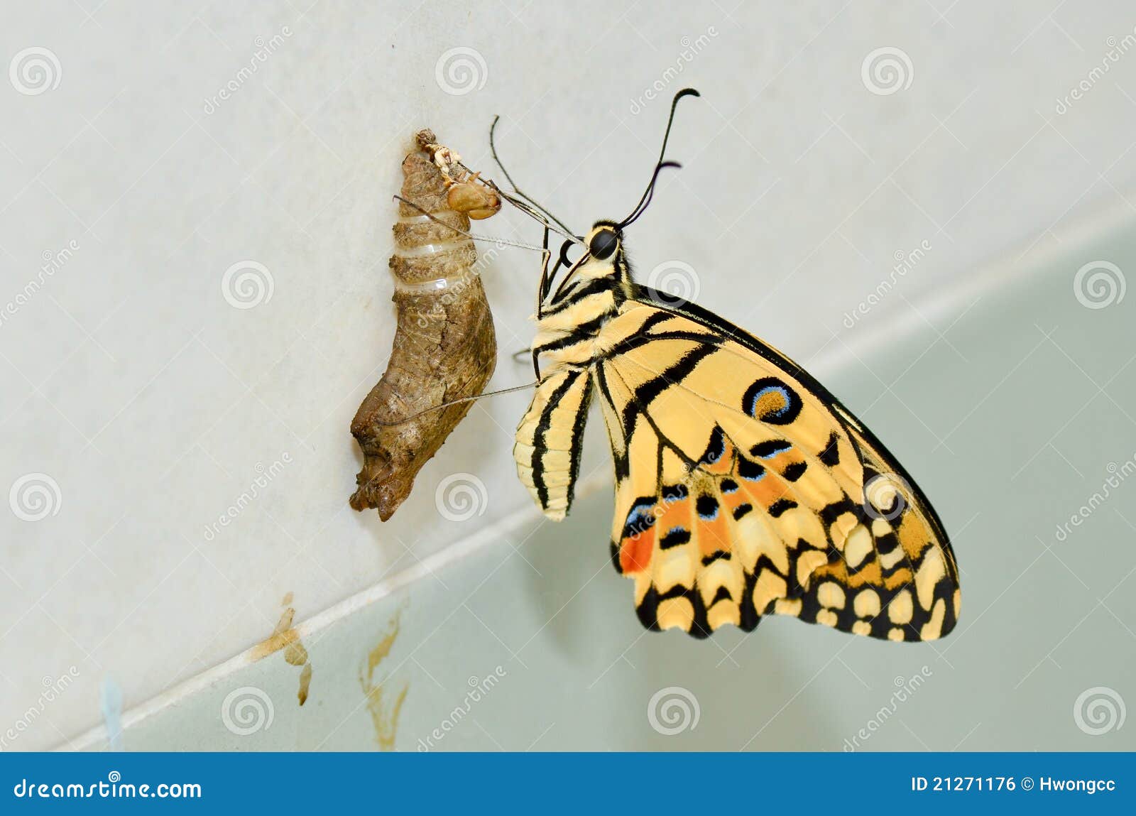 Newly Transformed Butterfly Stock Photo - Image of cyclus, evolution ...