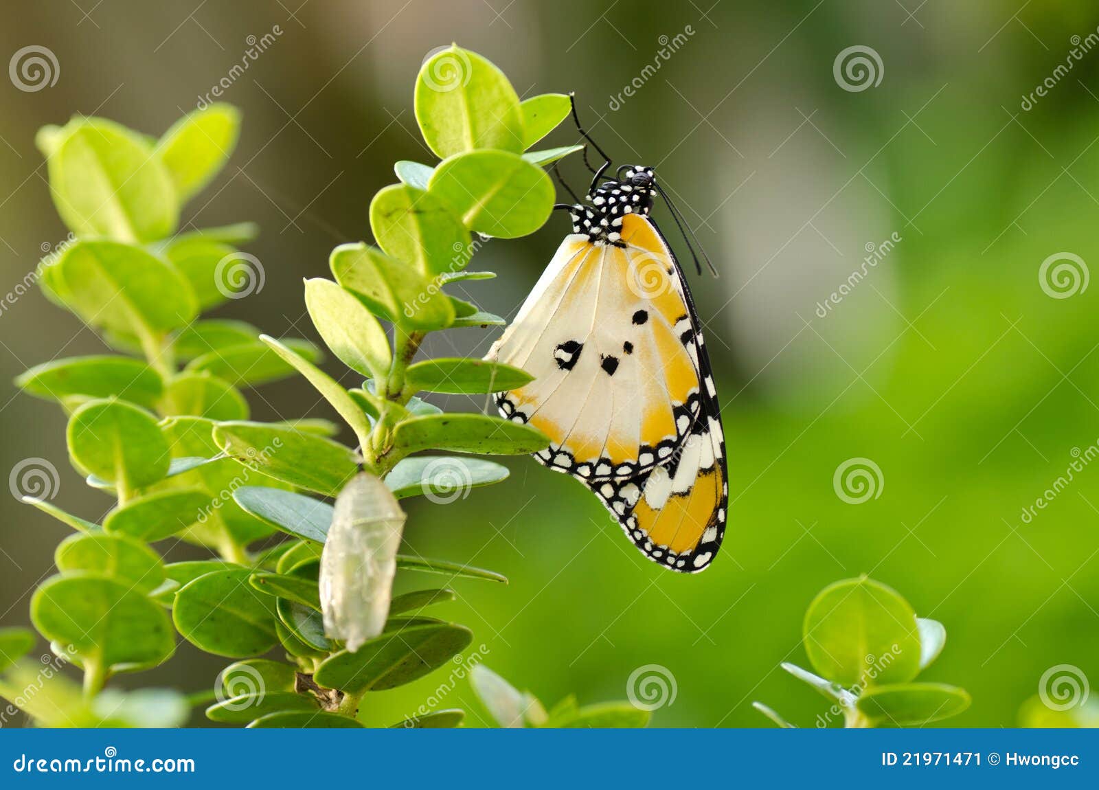 Newly Transformed Butterfly Stock Image - Image of lifecycle, cycle ...