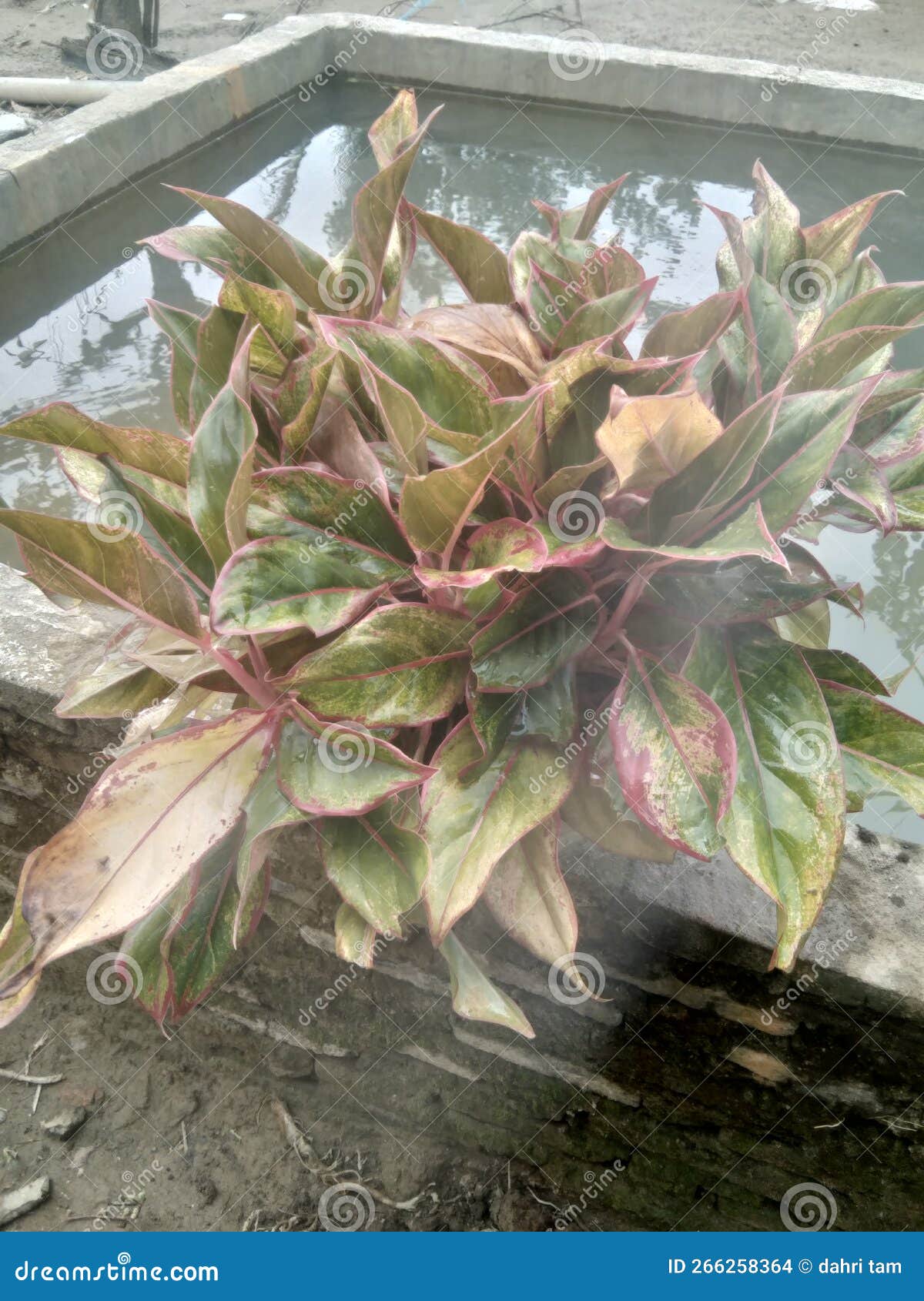 Newly Watered Ornamental Plants Slightly Wet Stock Photo - Image of ...