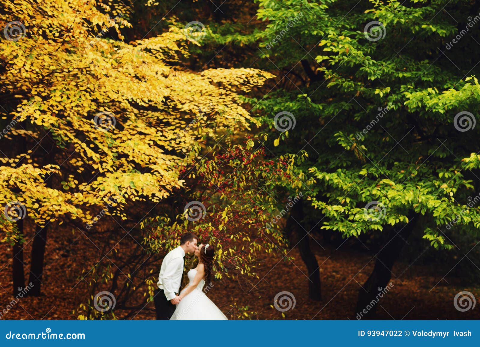 Newlyweds Kiss Standing Under the Trees in a Park Stock Photo - Image ...