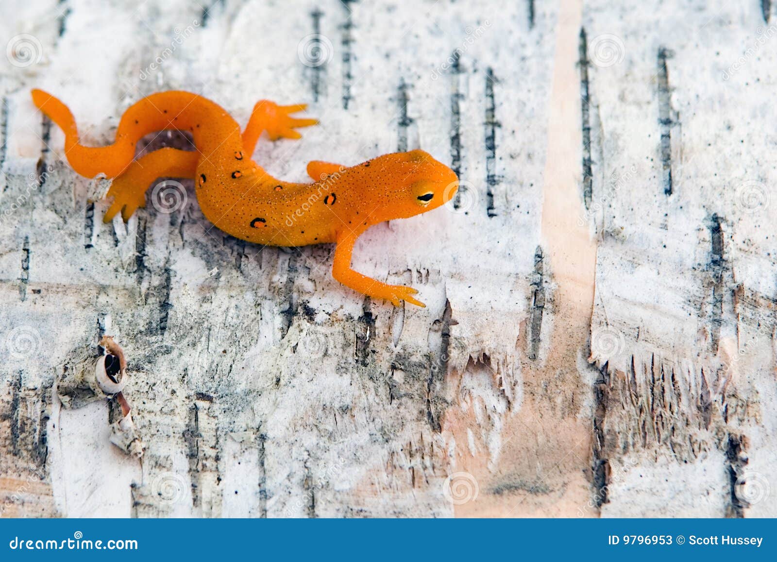 Newt stock image. Image of newt, bright, forest, creature - 9796953