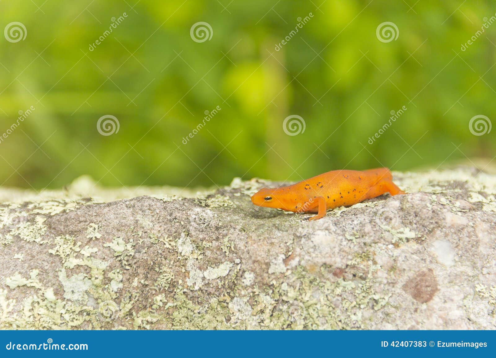 Newt stock image. Image of detail, crawl, macro, nature - 42407383