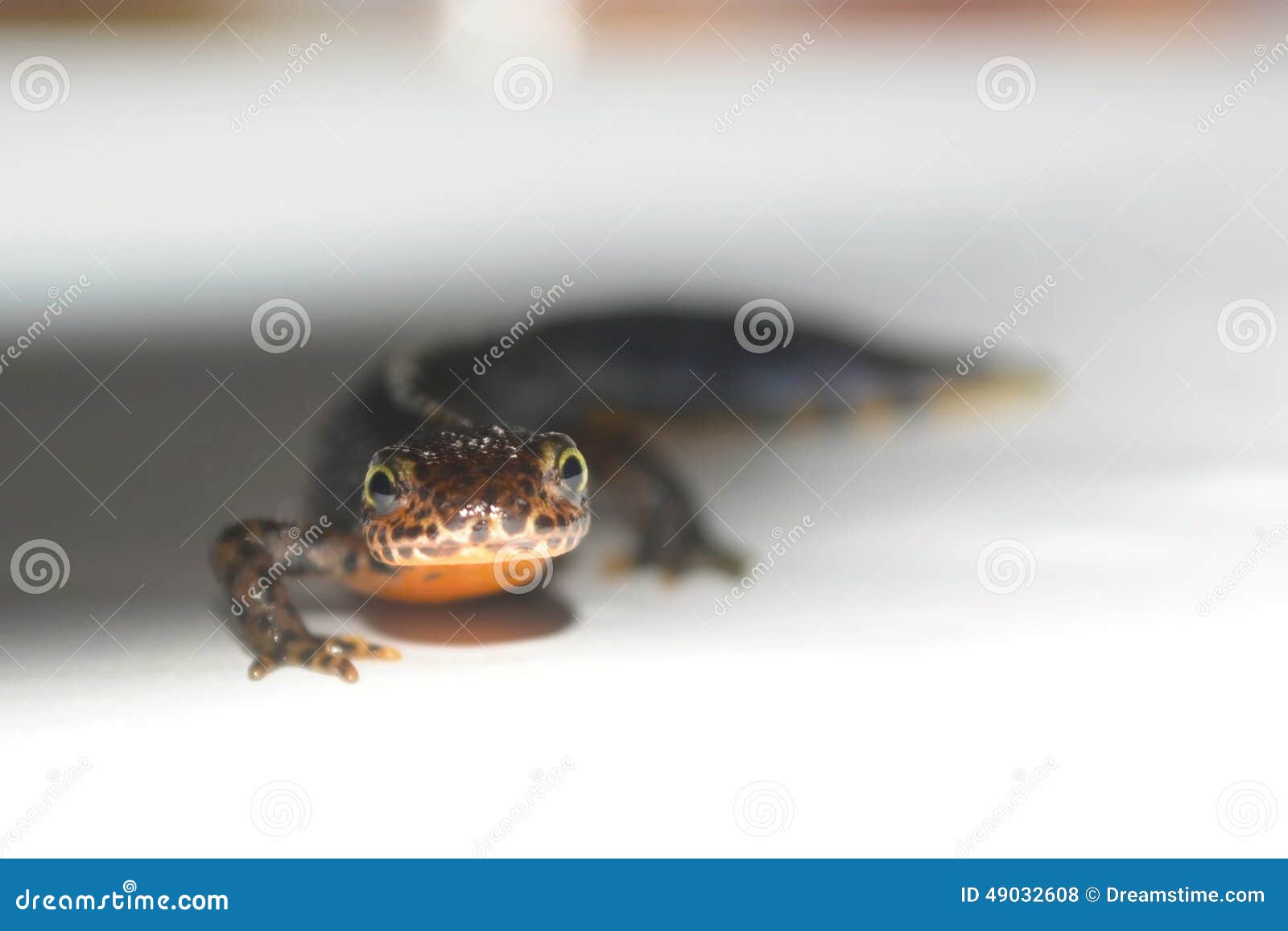 221 Cute Newt Photos - Free & Royalty-Free Stock Photos from Dreamstime