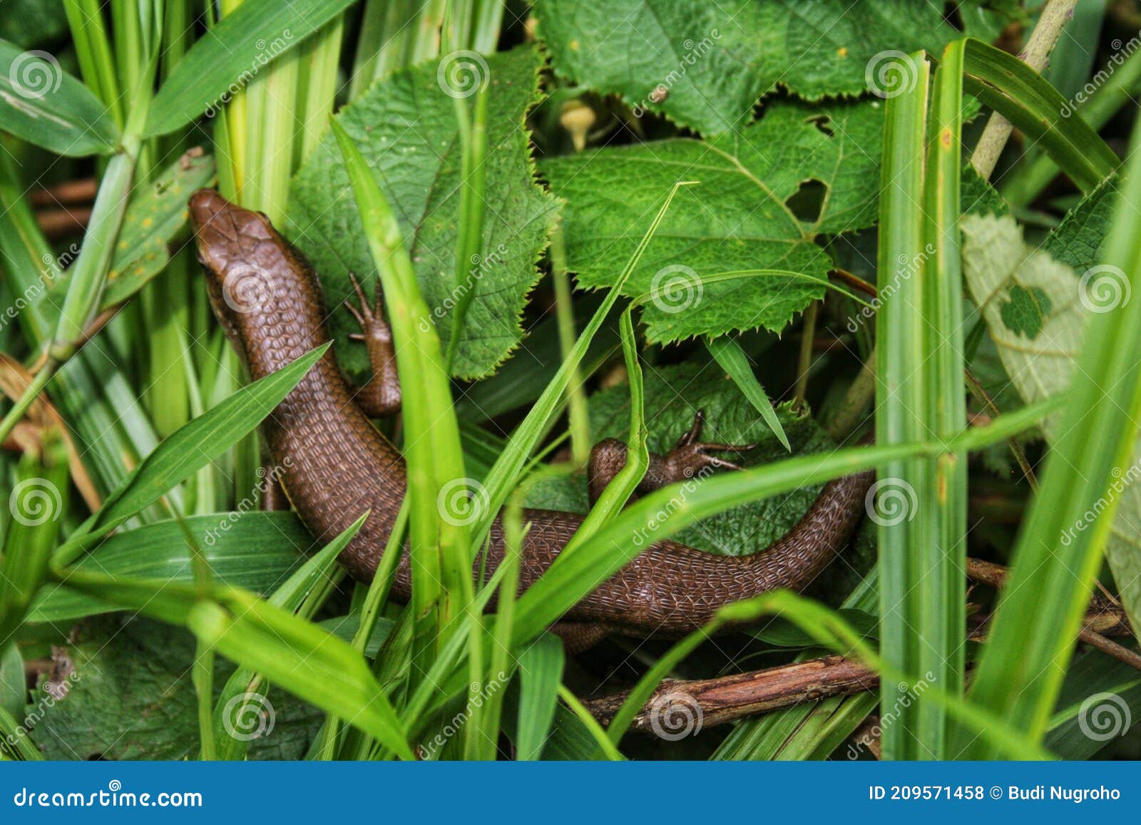 Newt stock photo. Image of green, newt, nature, grass - 209571458