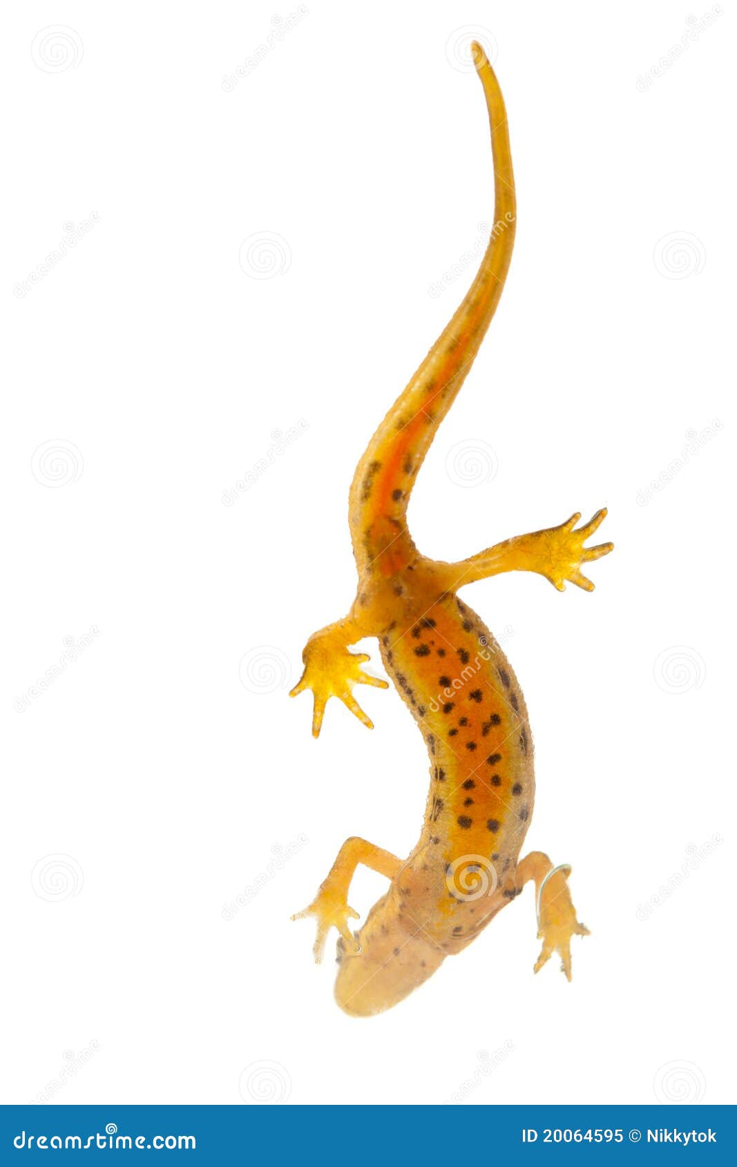 Newt isolated stock image. Image of triton, newt, amphibian - 20064595