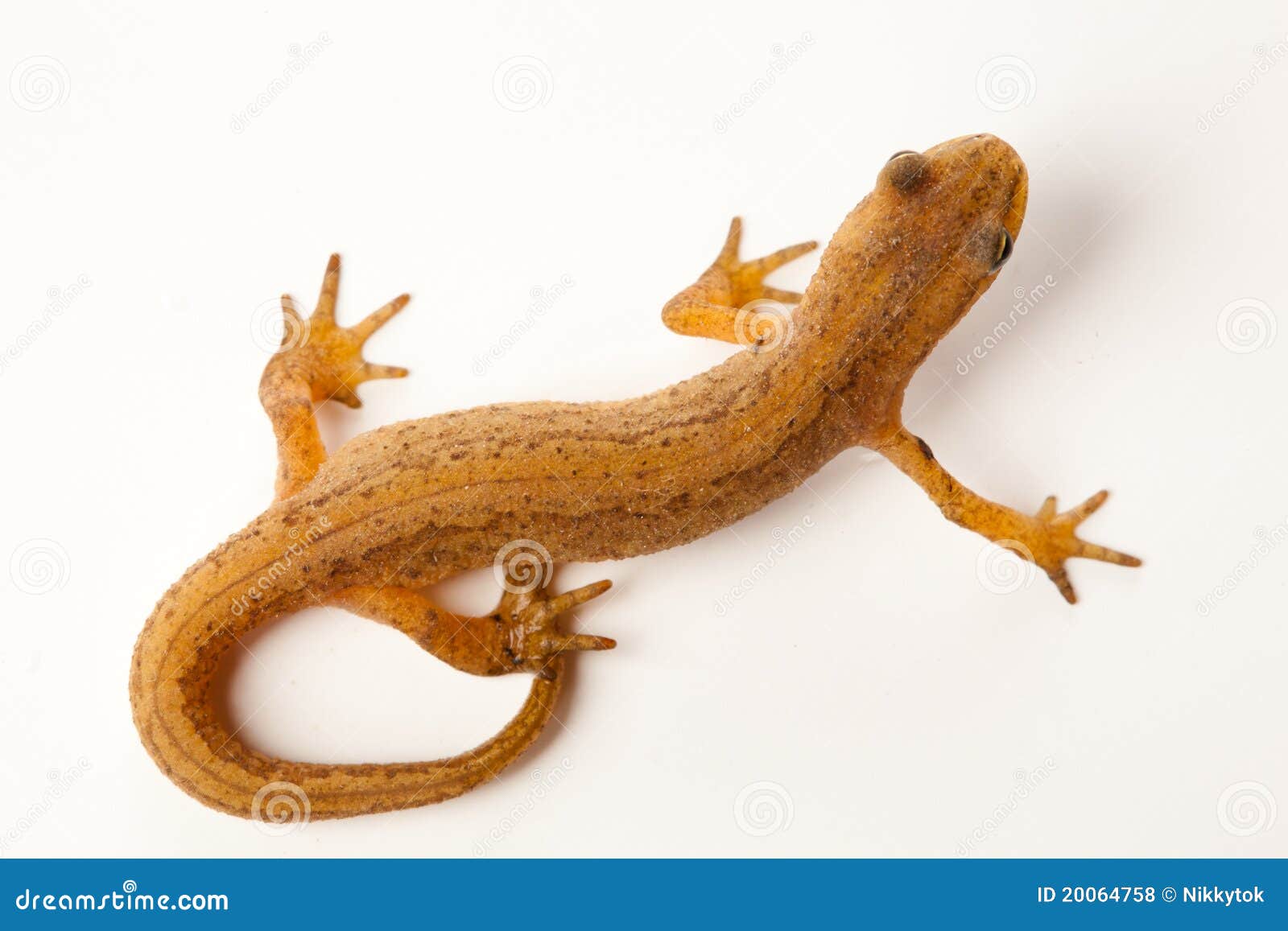 Newt Isolated Royalty Free Stock Photos - Image: 20064758