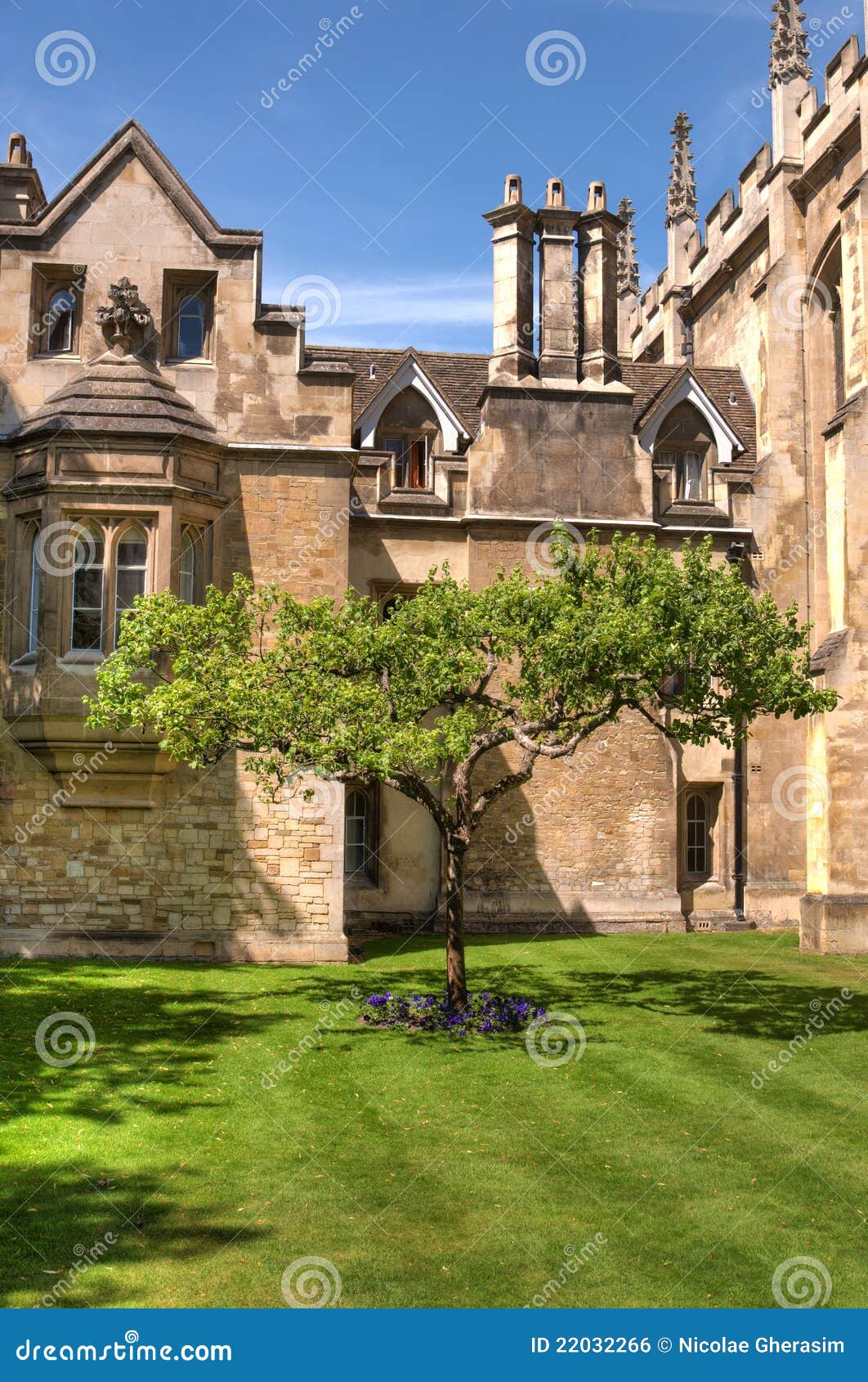 Newton s Apple tree stock photo. Image of cambridge, apple - 22032266