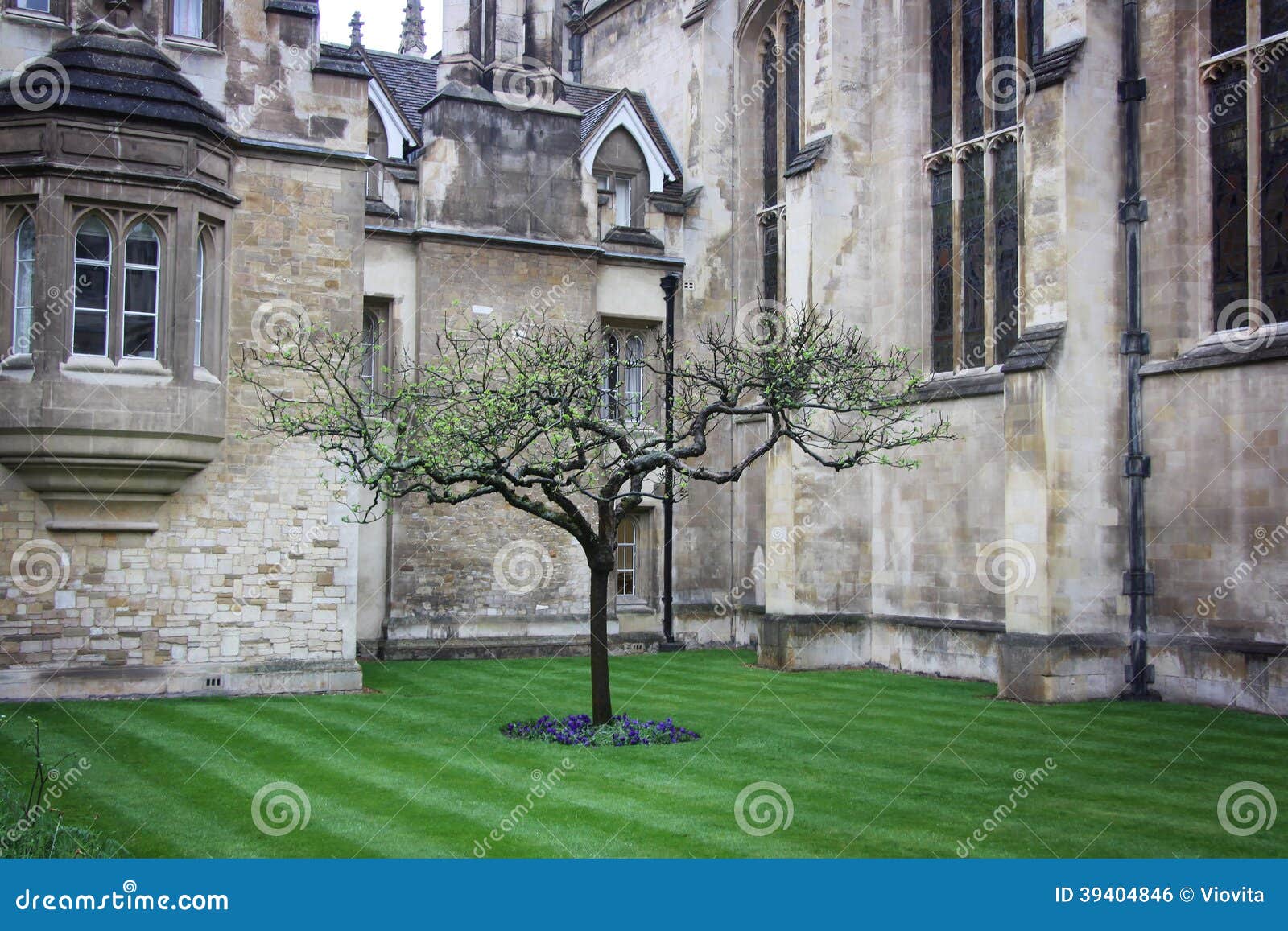 Newton`s apple tree stock photo. Image of spring, marble - 39404846