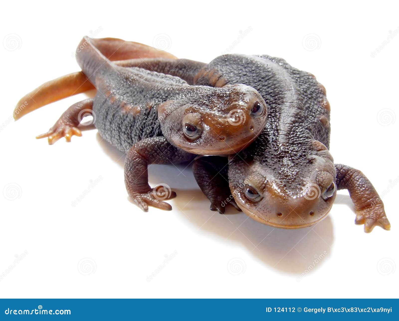 Newts stock photo. Image of small, isolated, sisters, marriage - 124112