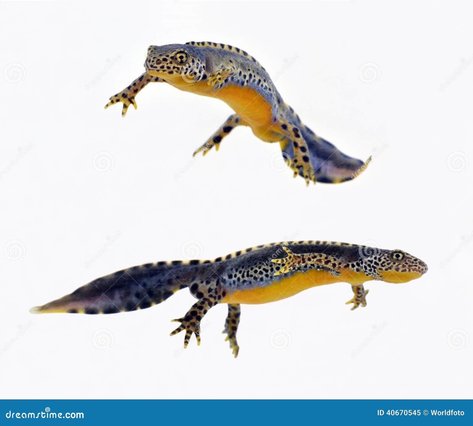 Newts Swimming Isolated on White Stock Image - Image of isoated, white ...