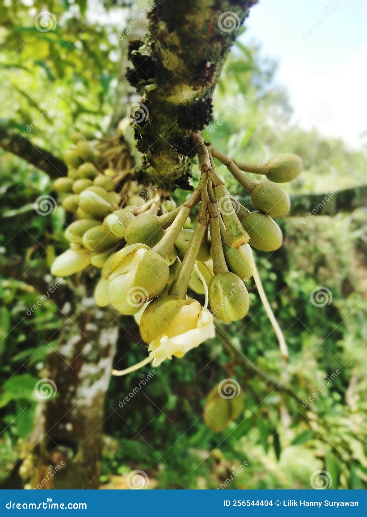 The next durians fruits stock photo. Image of blossom - 256544404