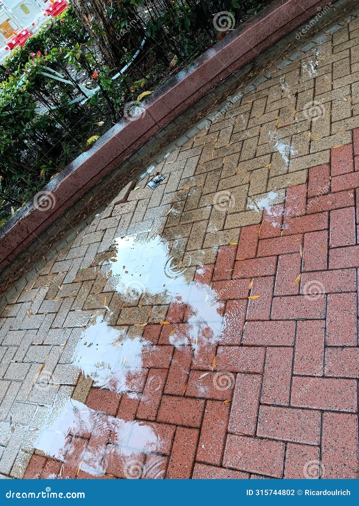 Rainy Day with Fallen Leaves Floating on Floor with Reflection of Trees ...