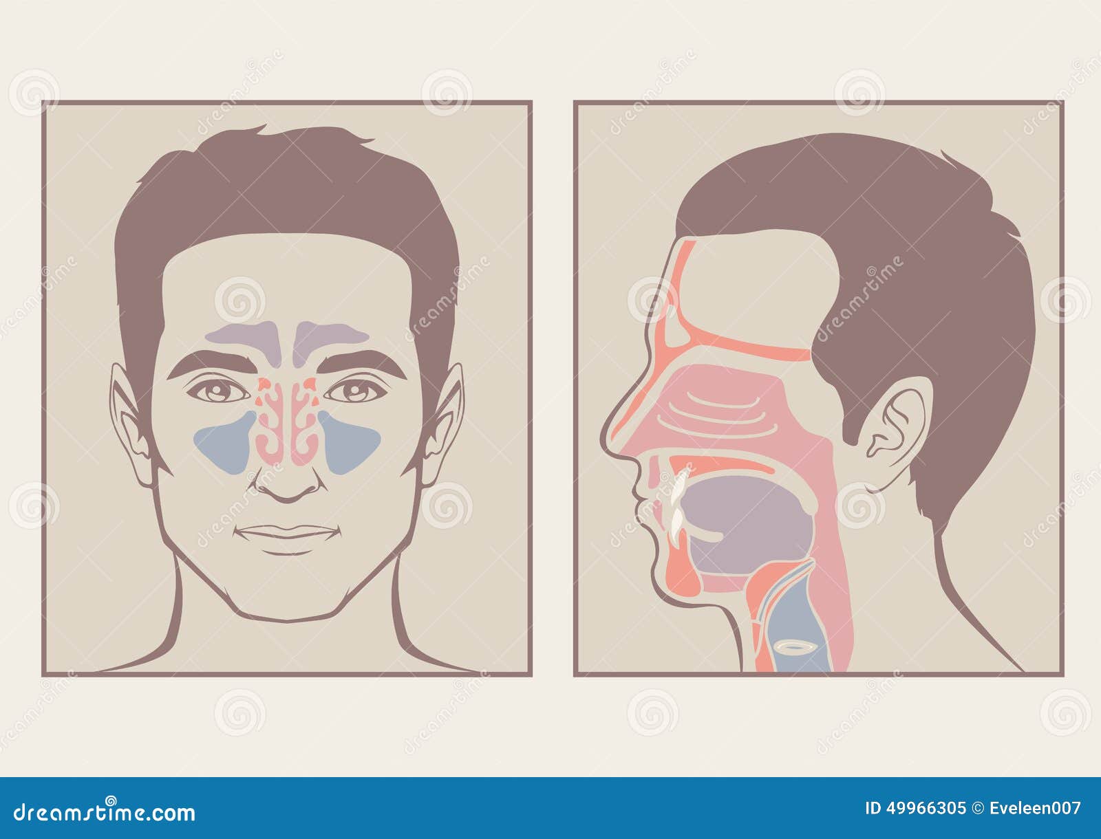 Nez, anatomie de gorge illustration de vecteur. Illustration du santé ...