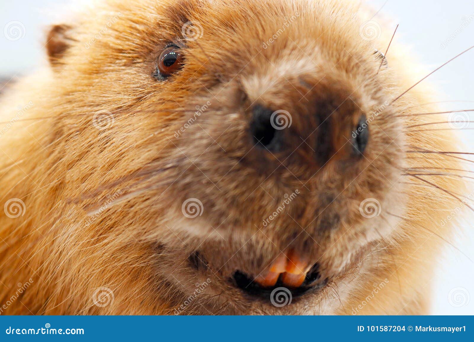 Nez de castor photo stock. Image du dent, eurasien, rongez - 101587204