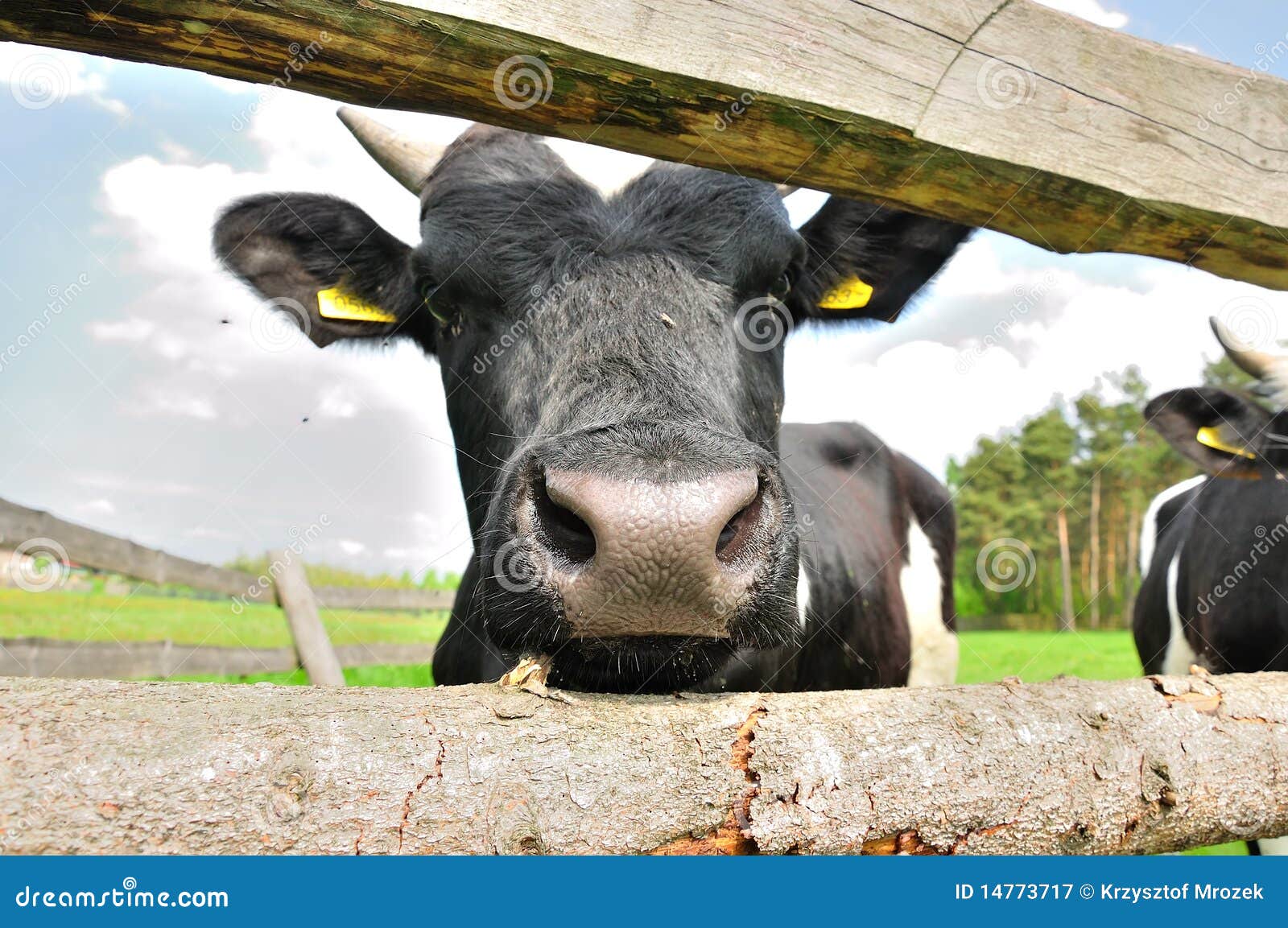 Nez de vache image stock. Image du ciel, animal, poli - 14773717