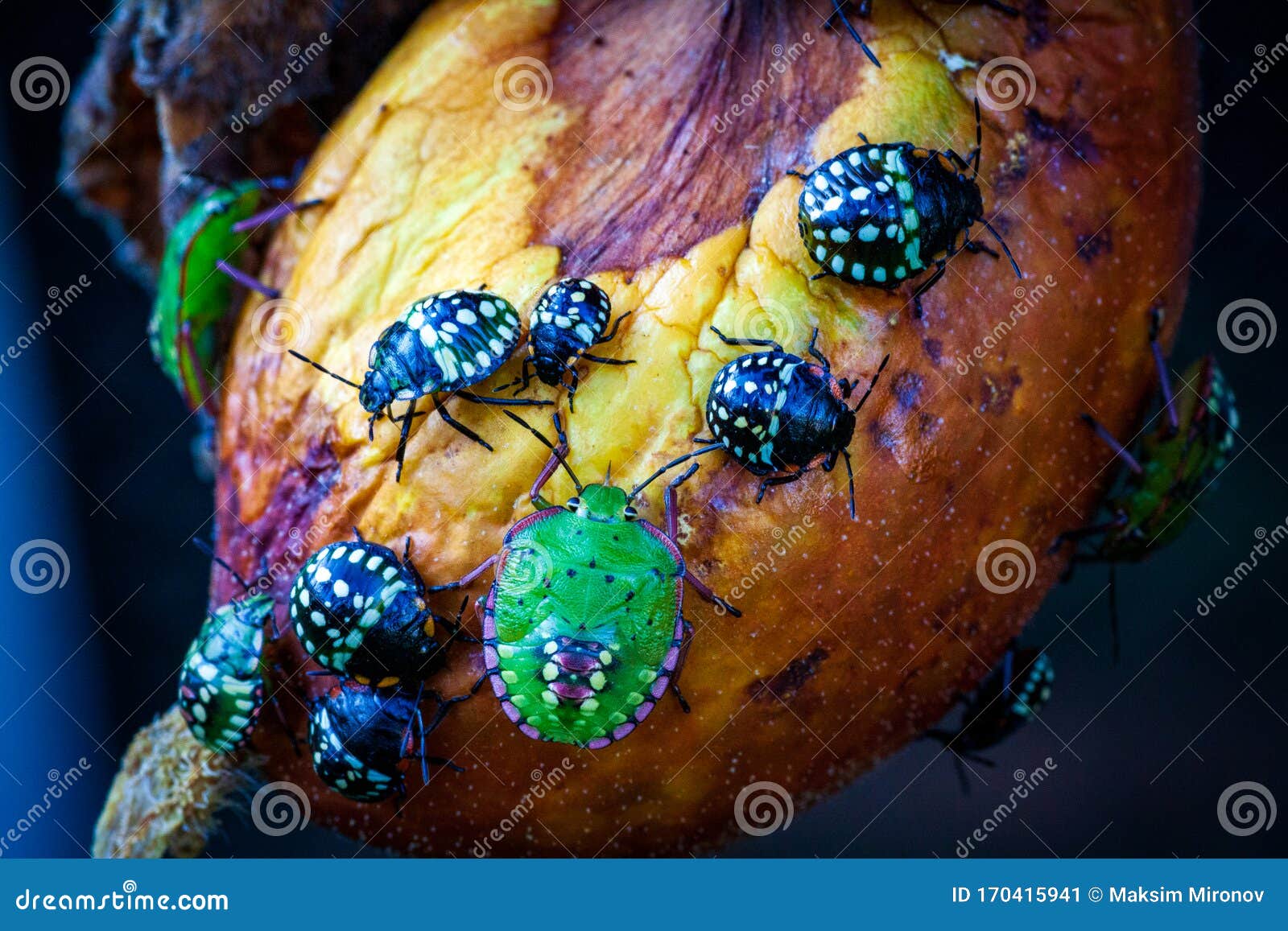 Nezara Viridula Bug On Sorghum Crop Royalty-Free Stock Photo ... Nezara Viridula Bug On Sorghum Crop Royalty-Free Stock Photo ...